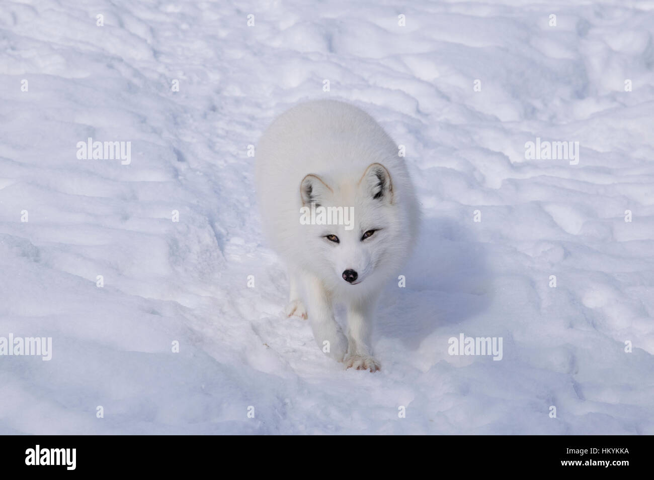 A young Arctic Fox in winter Stock Photo - Alamy