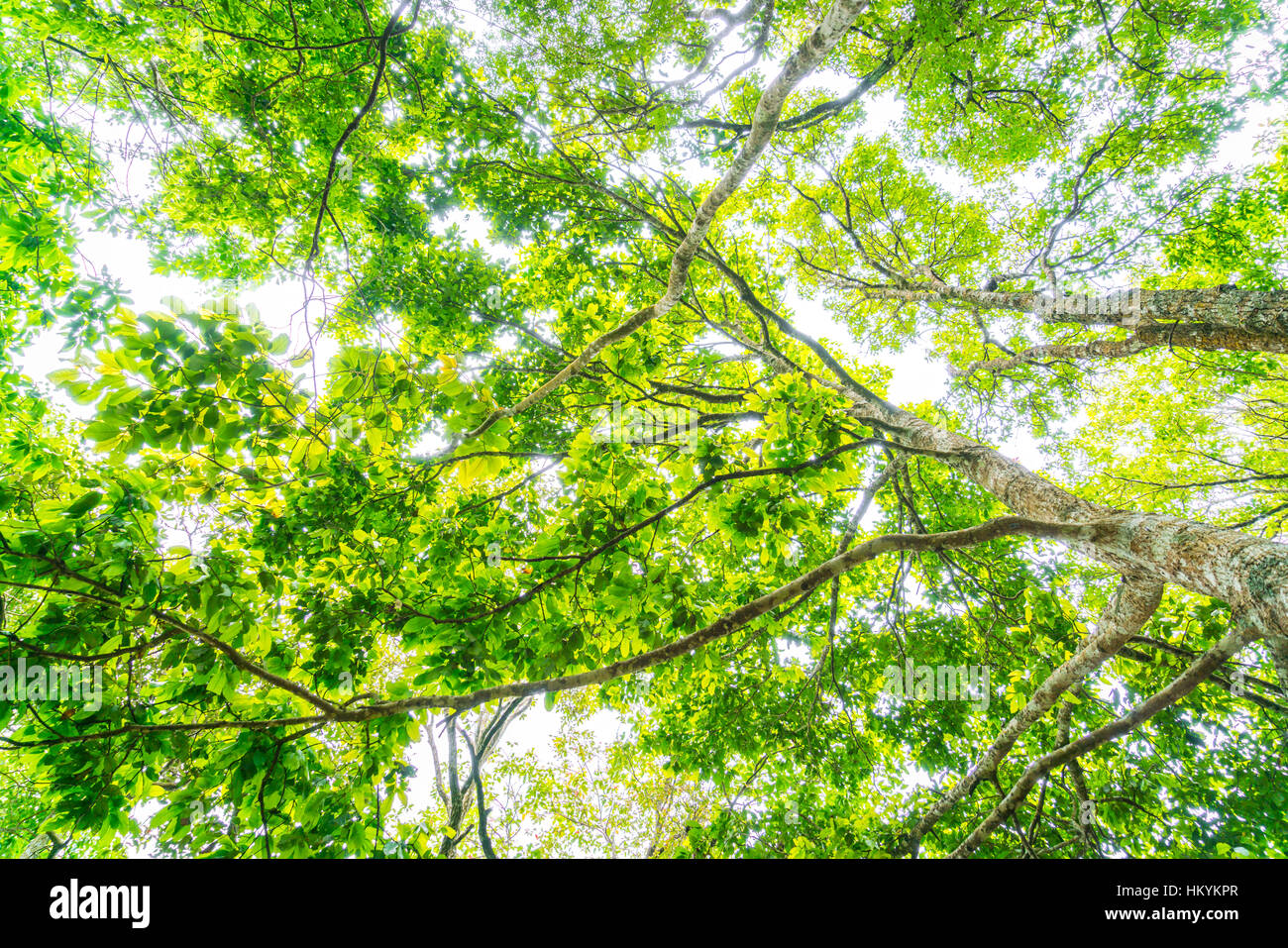 Beautiful green Forest trees Stock Photo - Alamy