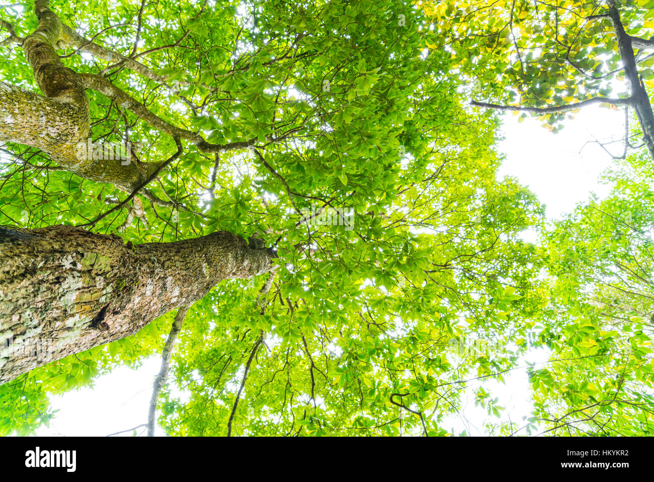 Beautiful green Forest trees Stock Photo - Alamy