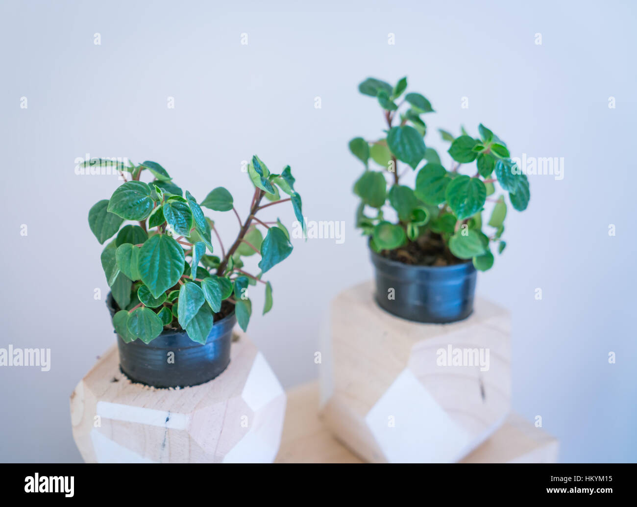 Small plant pot Stock Photo - Alamy