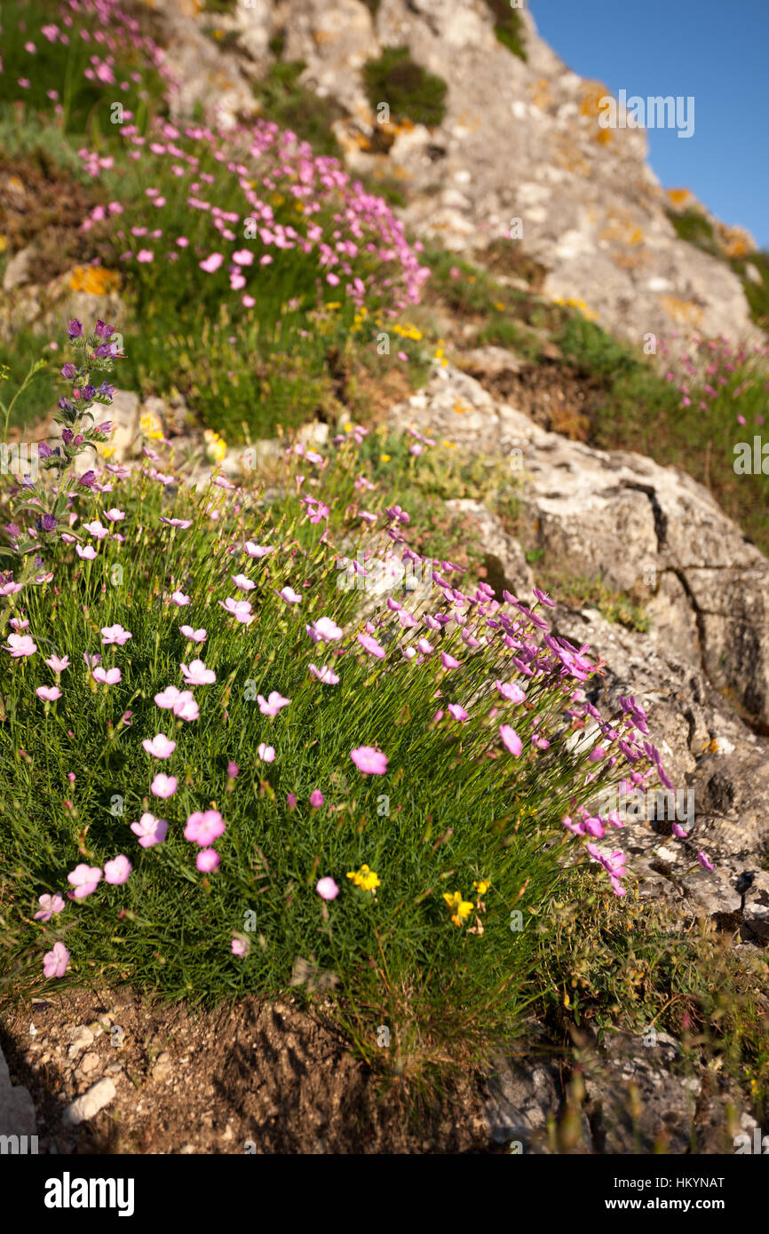 French wild flowers hi-res stock photography and images - Alamy