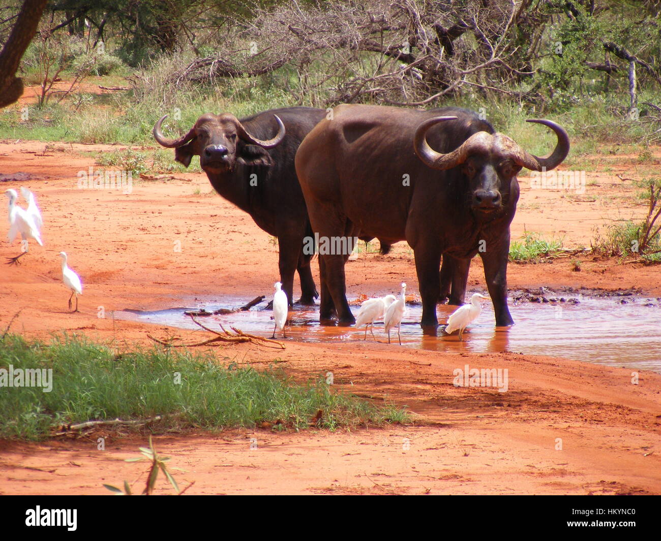 Buffalo, Safari Tour, Kenya Stock Photo - Alamy