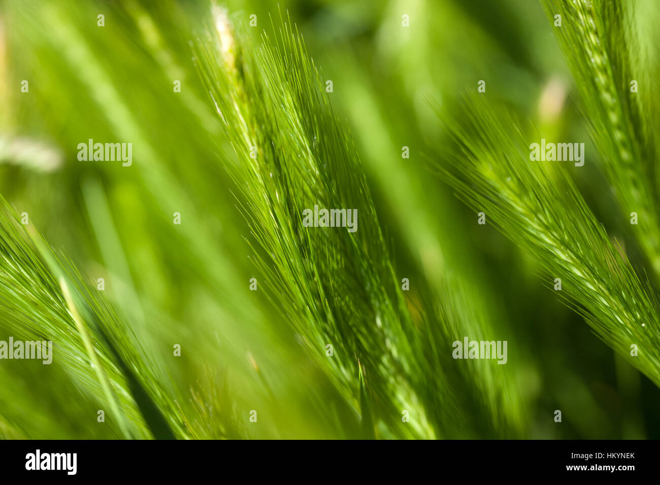 Field green barley plants hi-res stock photography and images - Alamy