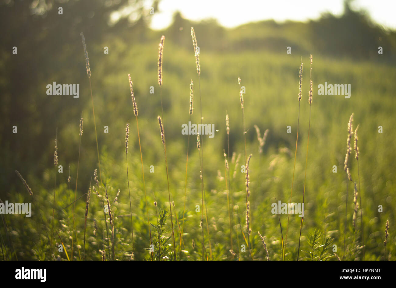 Grass vertical lines hi-res stock photography and images - Alamy