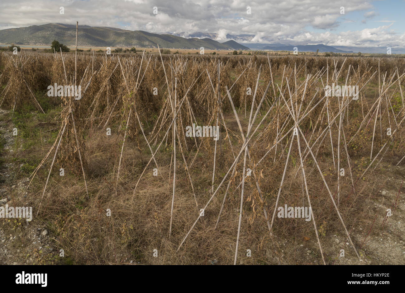 Big beans, or Greek Giant Beans, being grown organically at Prespa ...