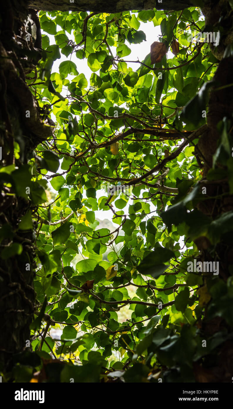 Leaf covered window Stock Photo - Alamy