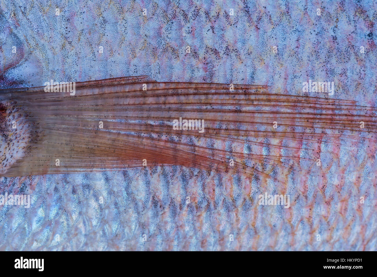 Detail of the skin of a fish and the fish fin Stock Photo - Alamy