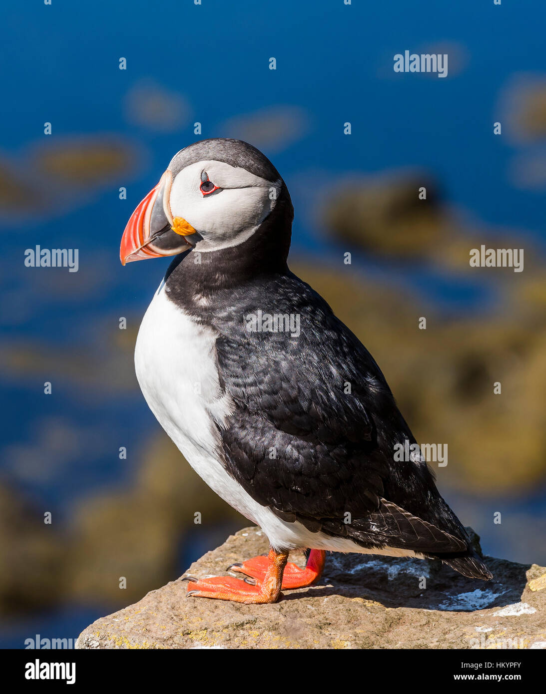 Puffin on Iceland resting on a rock above sea Stock Photo - Alamy