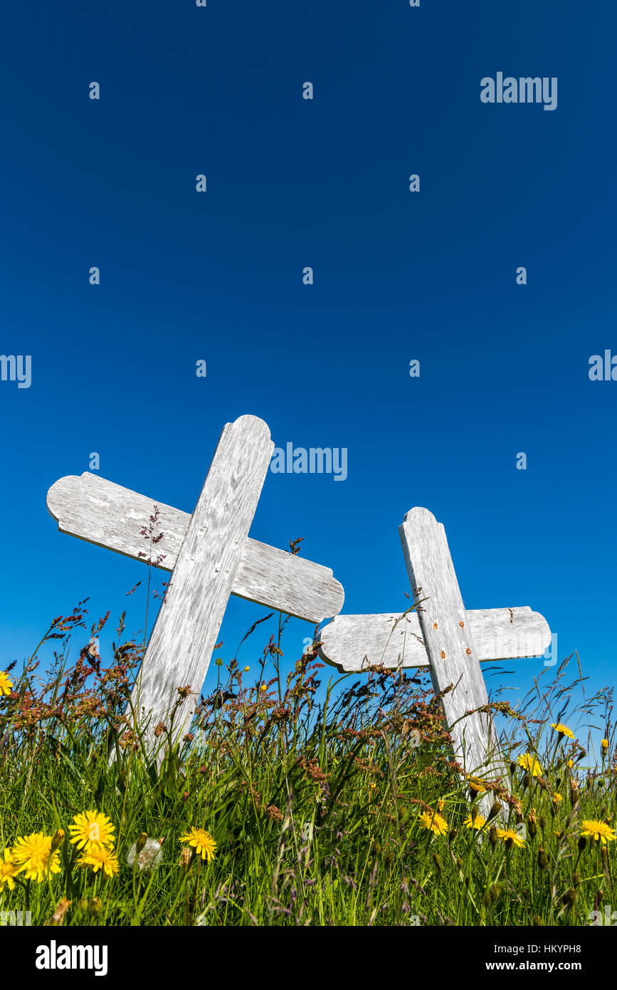 Graveyard with two white crosses in a meadow with flowers on Iceland ...