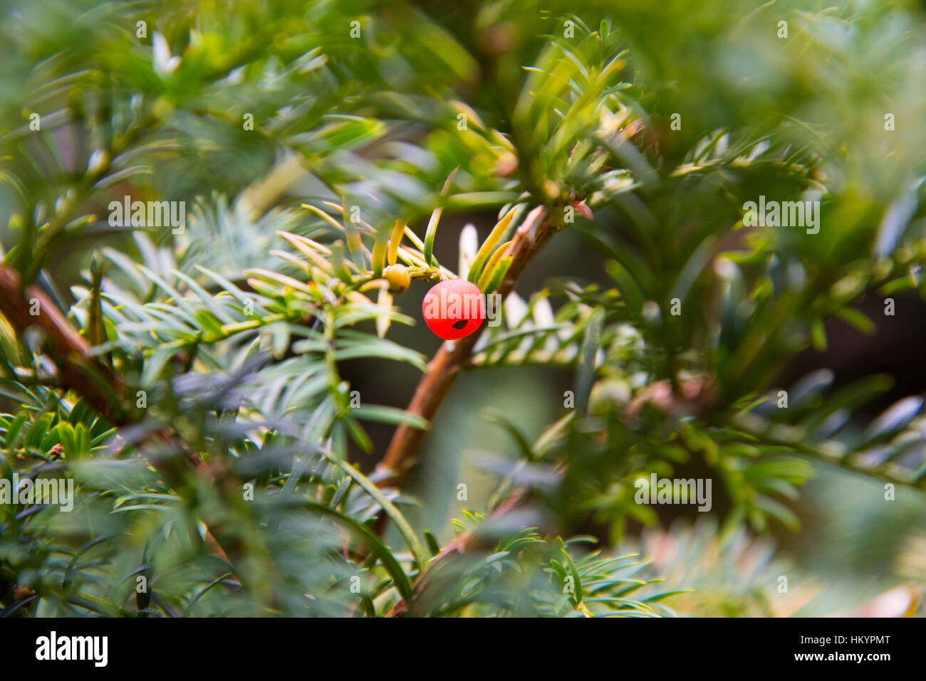 Conifer red berry berries hi-res stock photography and images - Alamy