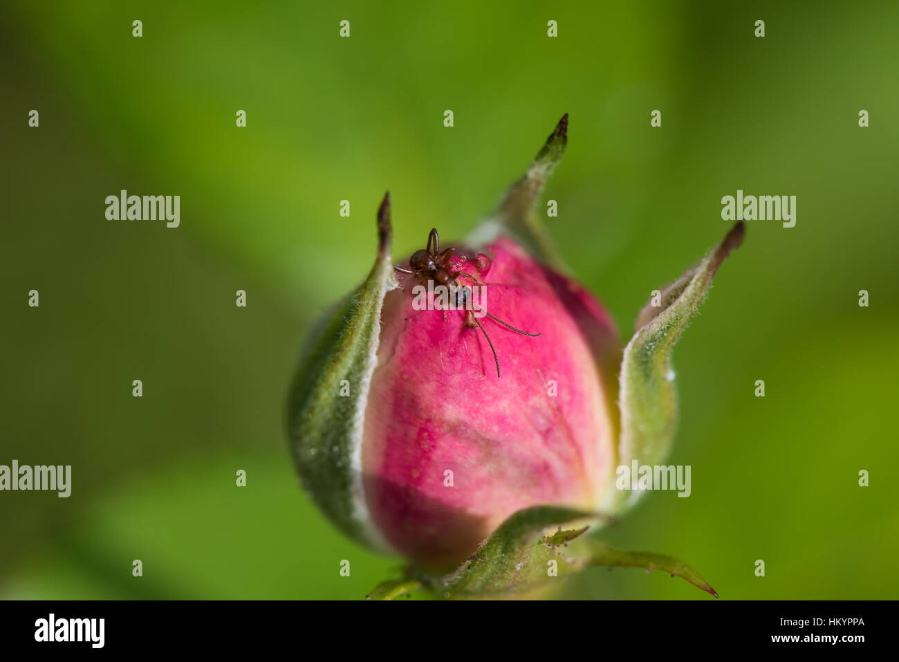 Color ant hi-res stock photography and images - Alamy