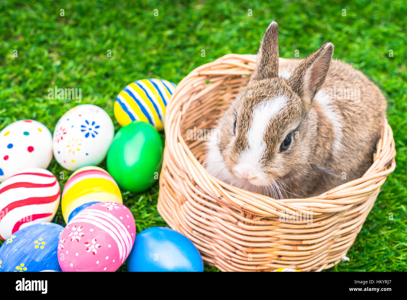 Rabbit and easter eggs in green grass Stock Photo - Alamy