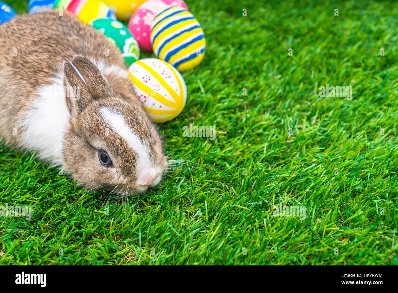 Rabbit and easter eggs in green grass Stock Photo - Alamy