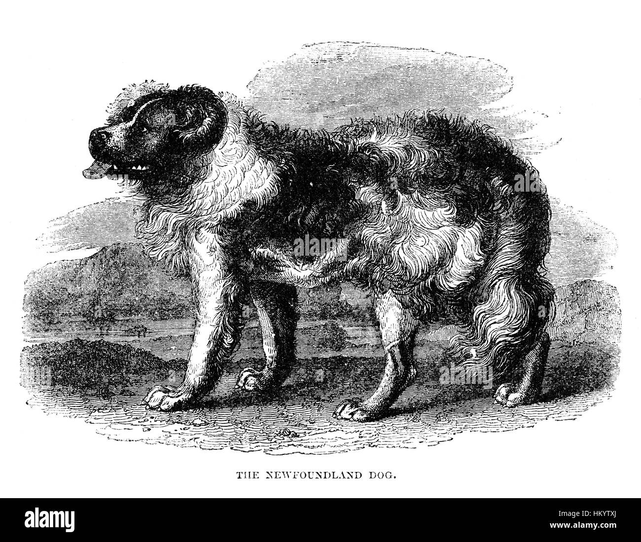 Newfoundland Dog. 19th century Engraving from "Popular Natural History ...