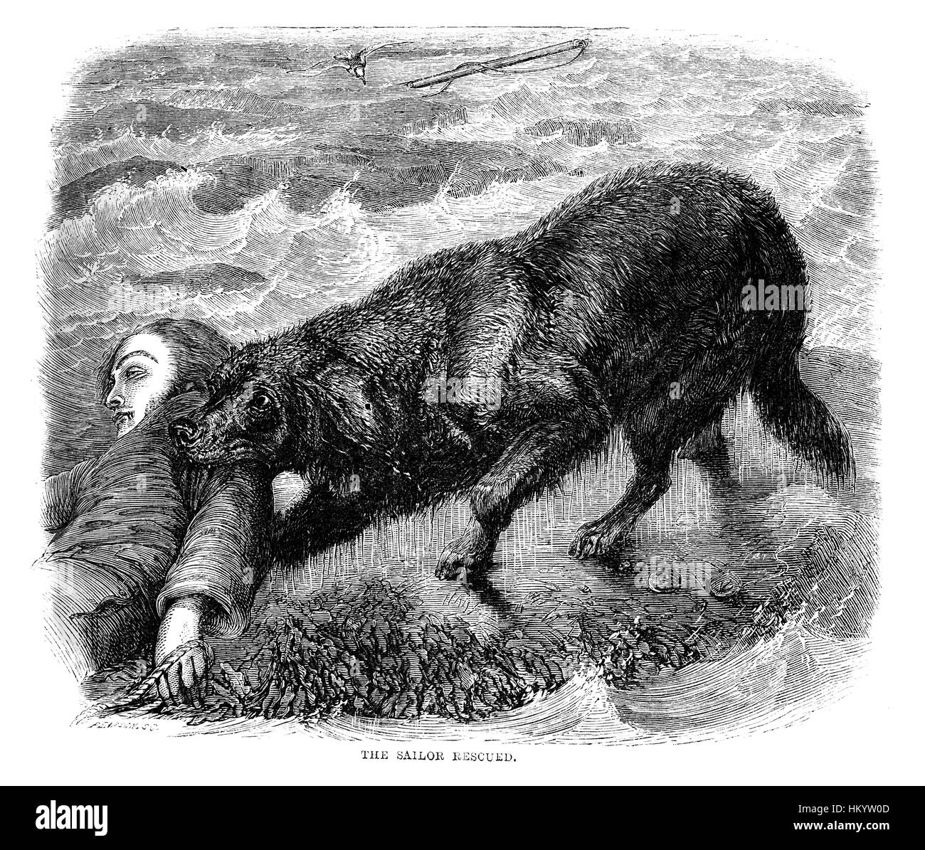 Dog. 19th century Engraving from "Popular Natural History" published in ...