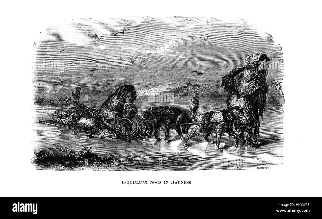 Esquimaux Dogs in Harness. 19th century Engraving from "Popular Natural ...