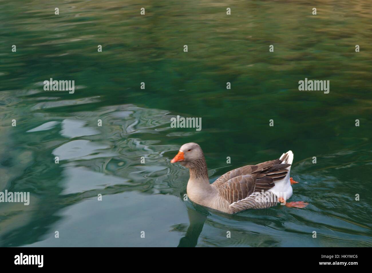 calm duck in geneva Stock Photo - Alamy