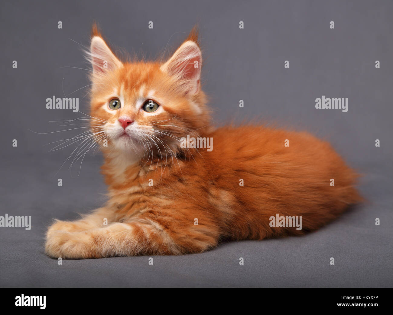 Red solid maine coon kitten lying with relaxing look with beautiful ...
