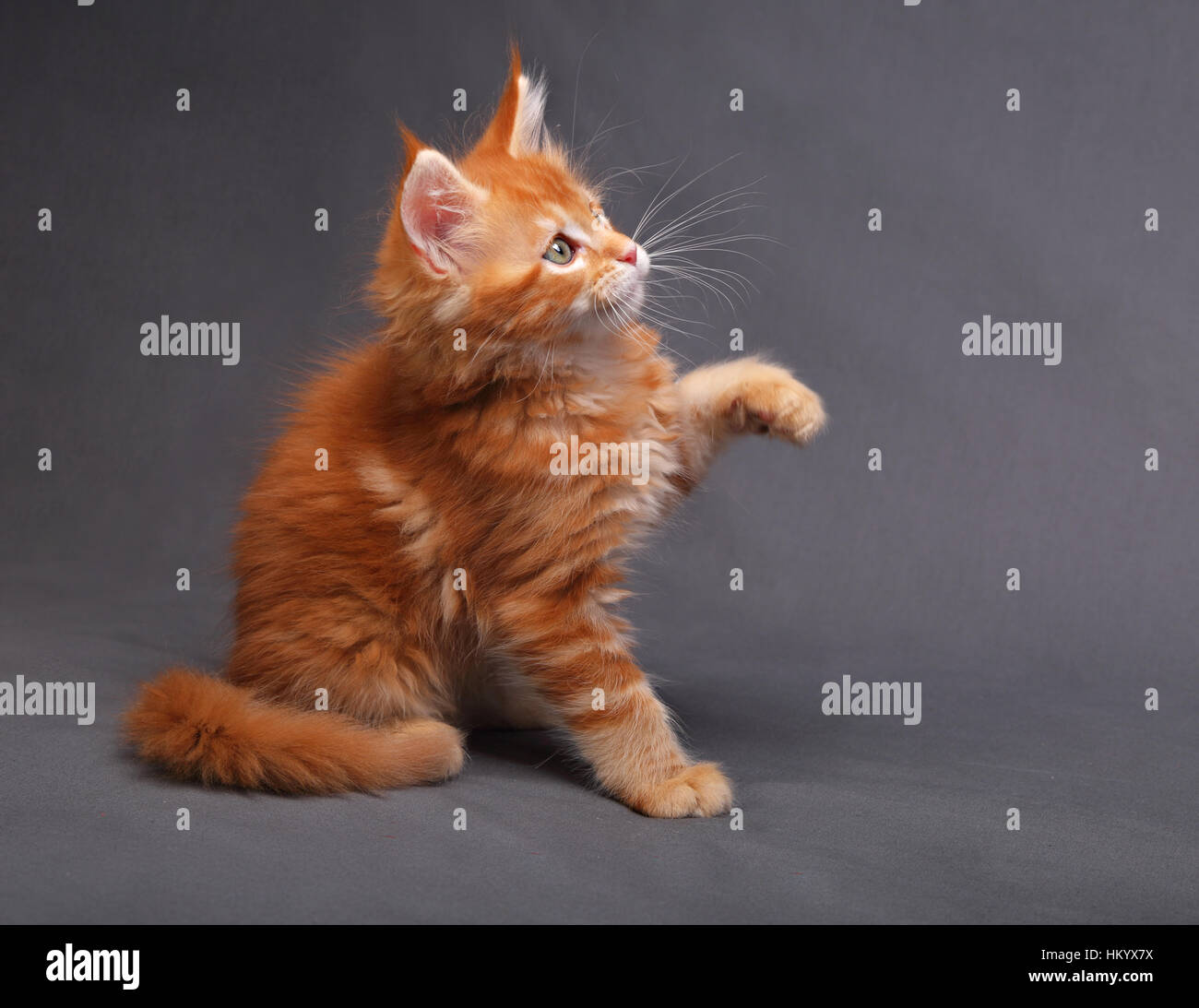 Adorable red solid maine coon kitten sitting and playing the foot with ...
