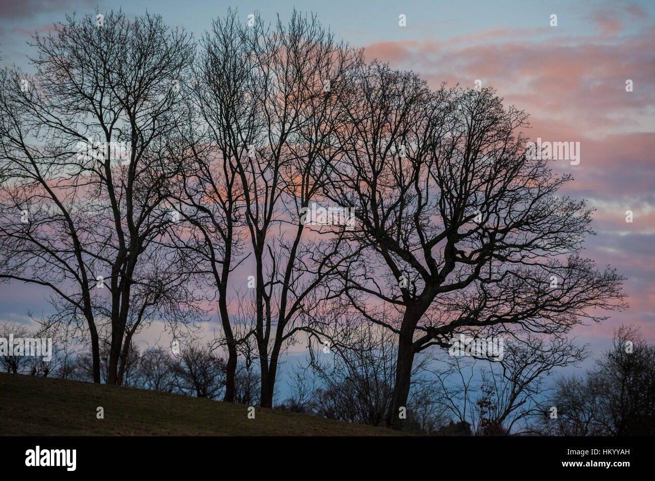 Elm trees in winter with no leaves. The sun sets over woodland near ...