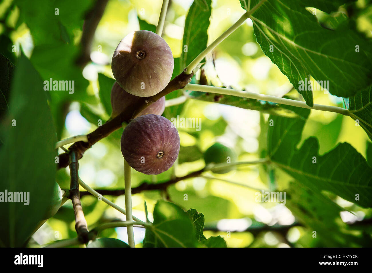 Fig tree background hi-res stock photography and images - Alamy