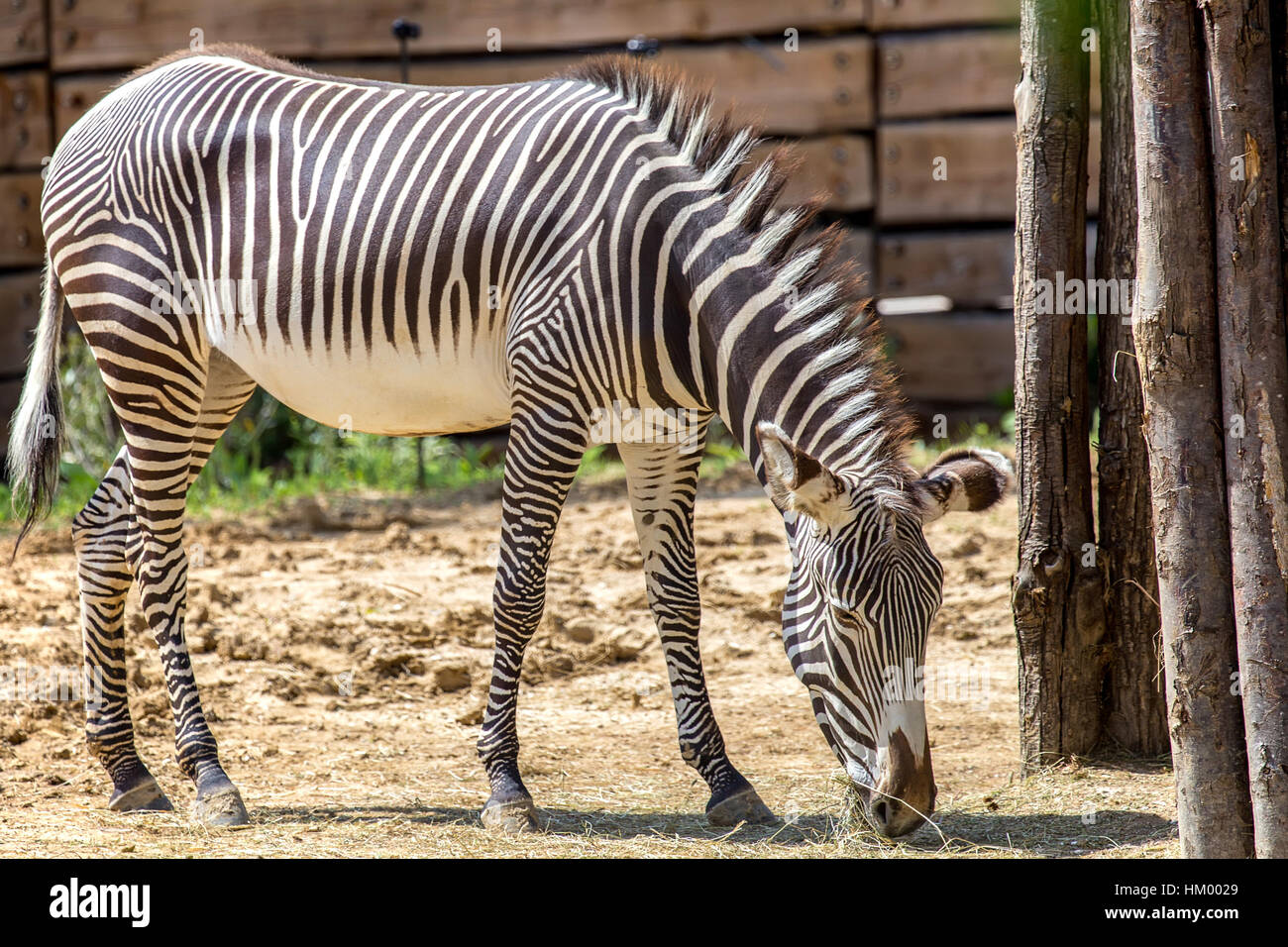 Grevy’s zebra laikipia wilderness hi-res stock photography and images ...