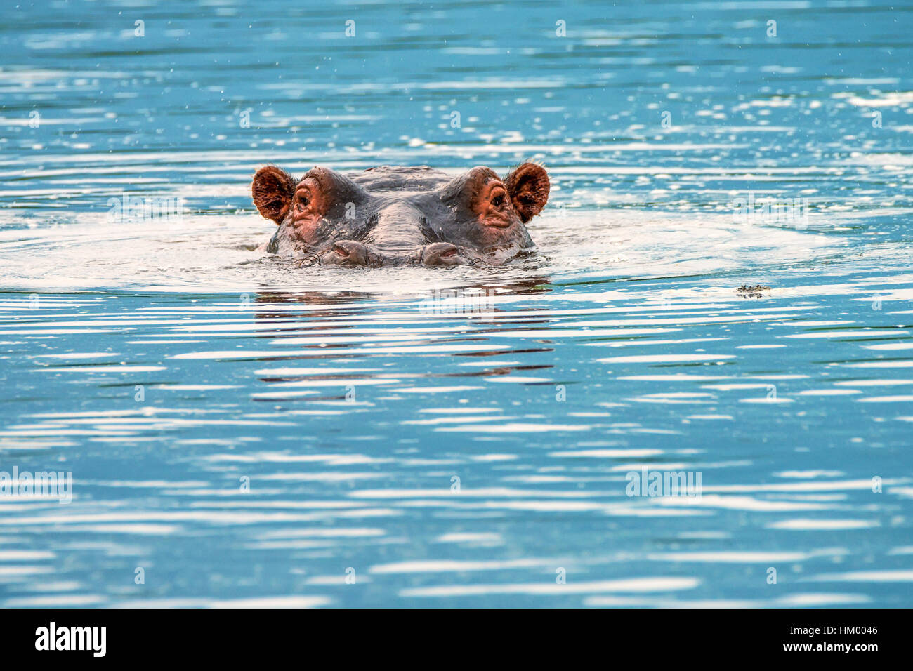 Close-up of hippo Stock Photo - Alamy