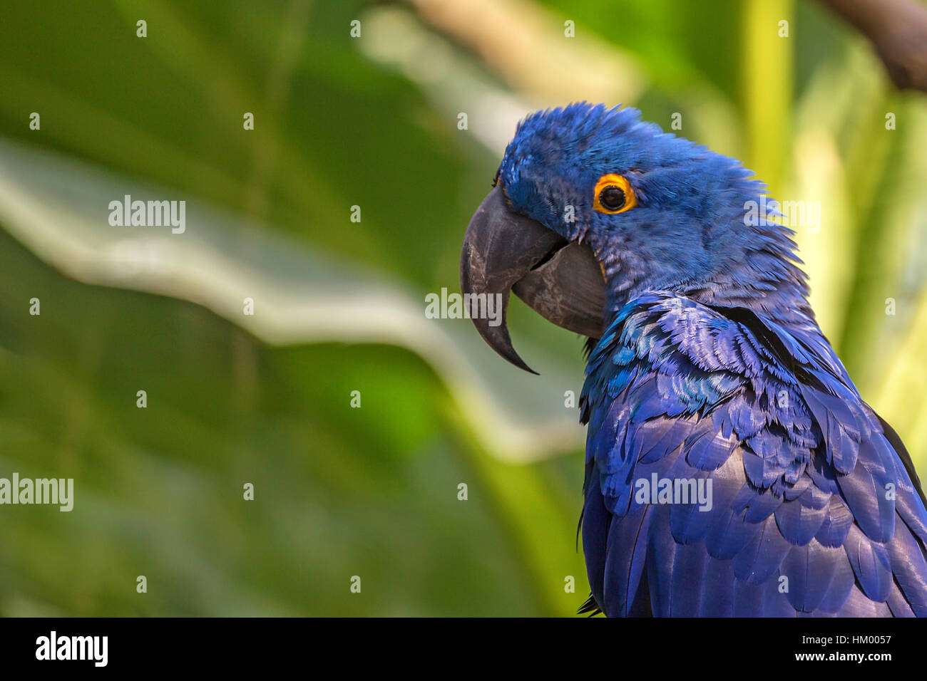 Hyacinth macaw or Anodorhynchus hyacinthinus Stock Photo - Alamy