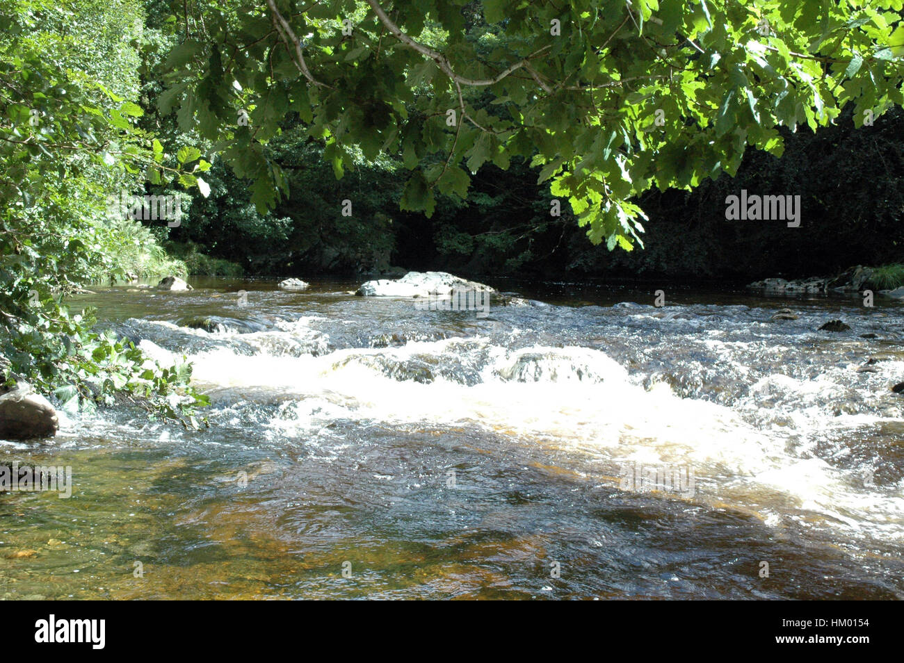 Fast flowing water trees hi-res stock photography and images - Alamy