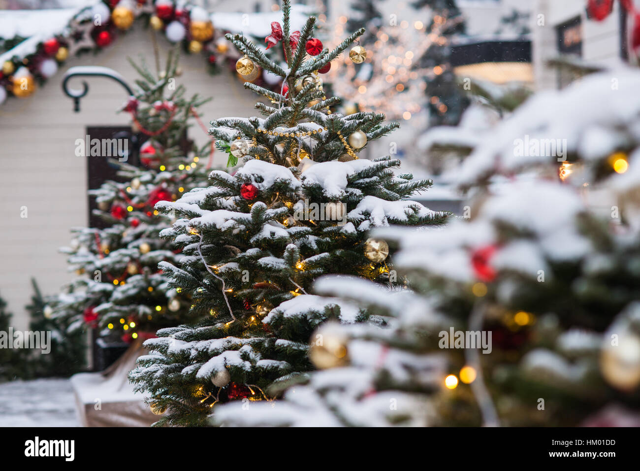 Snow covered spruce trees and kiosks decorated for Christmas in the ...