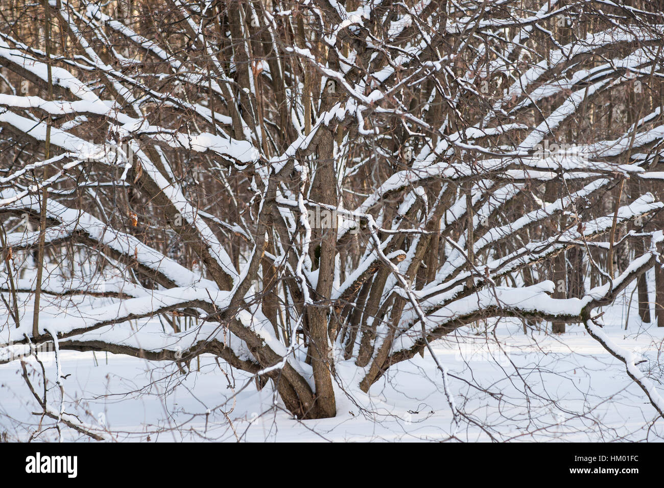 Hazelnut plant tree hi-res stock photography and images - Alamy