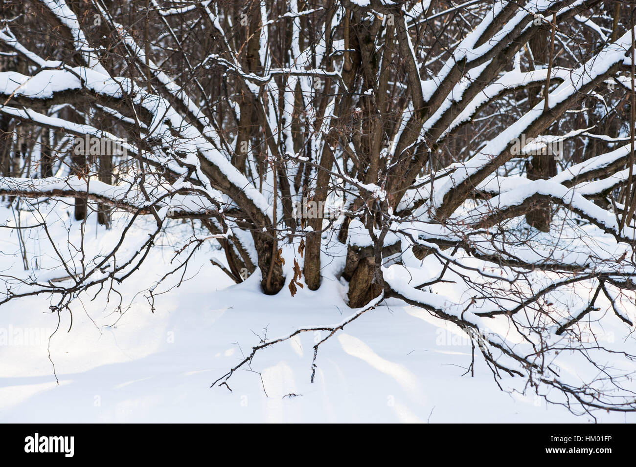 Hazelnut shrub in a snow covered winter forest. Brown and white colors ...