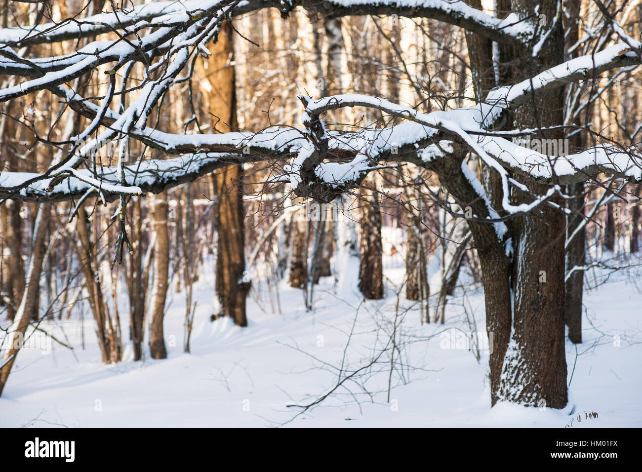 Snow covered oak tree in a winter forest against the background of ...