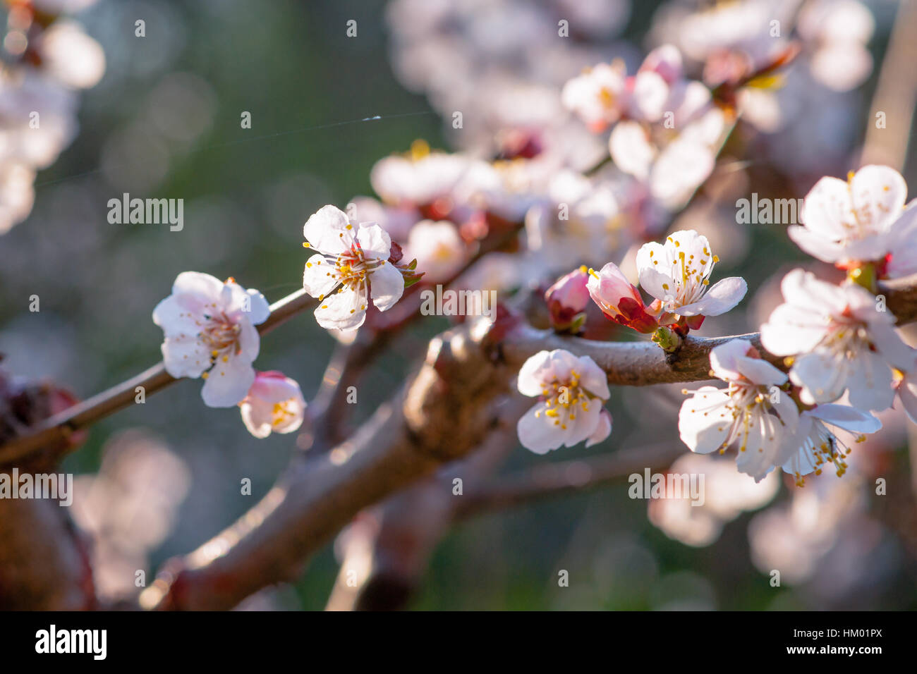Blossoming Japanese apricot Prunus mume tree in the light of the ...