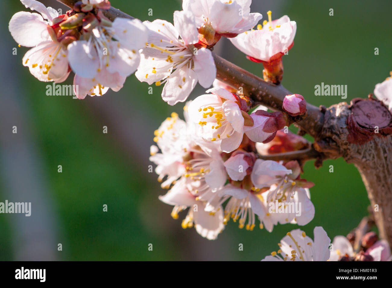 Japanese apricot Prunus mume tree in the light of the setting sun ...