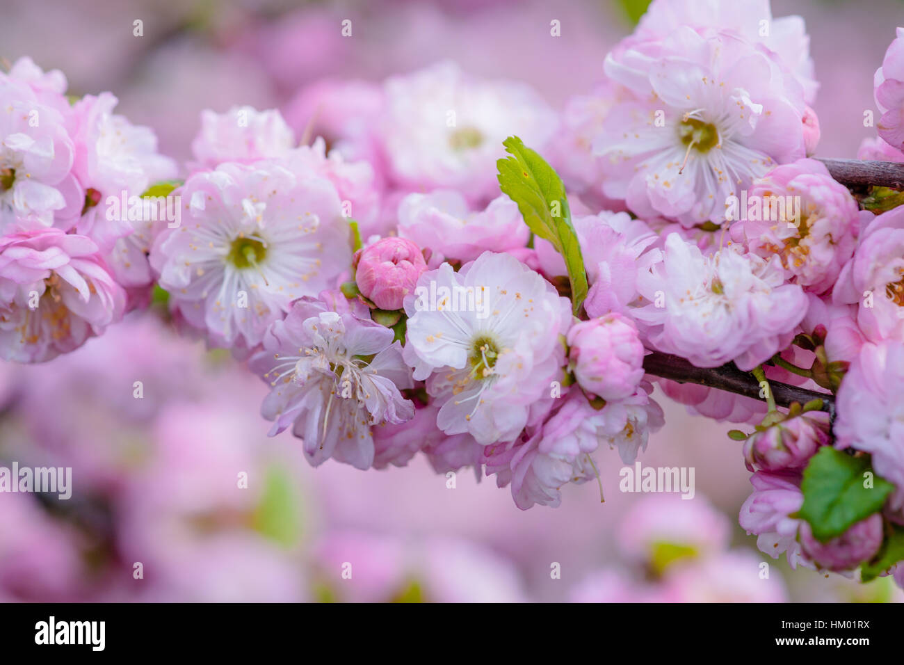 Pink flowers of flowering plum or flowering almond Prunus triloba ...