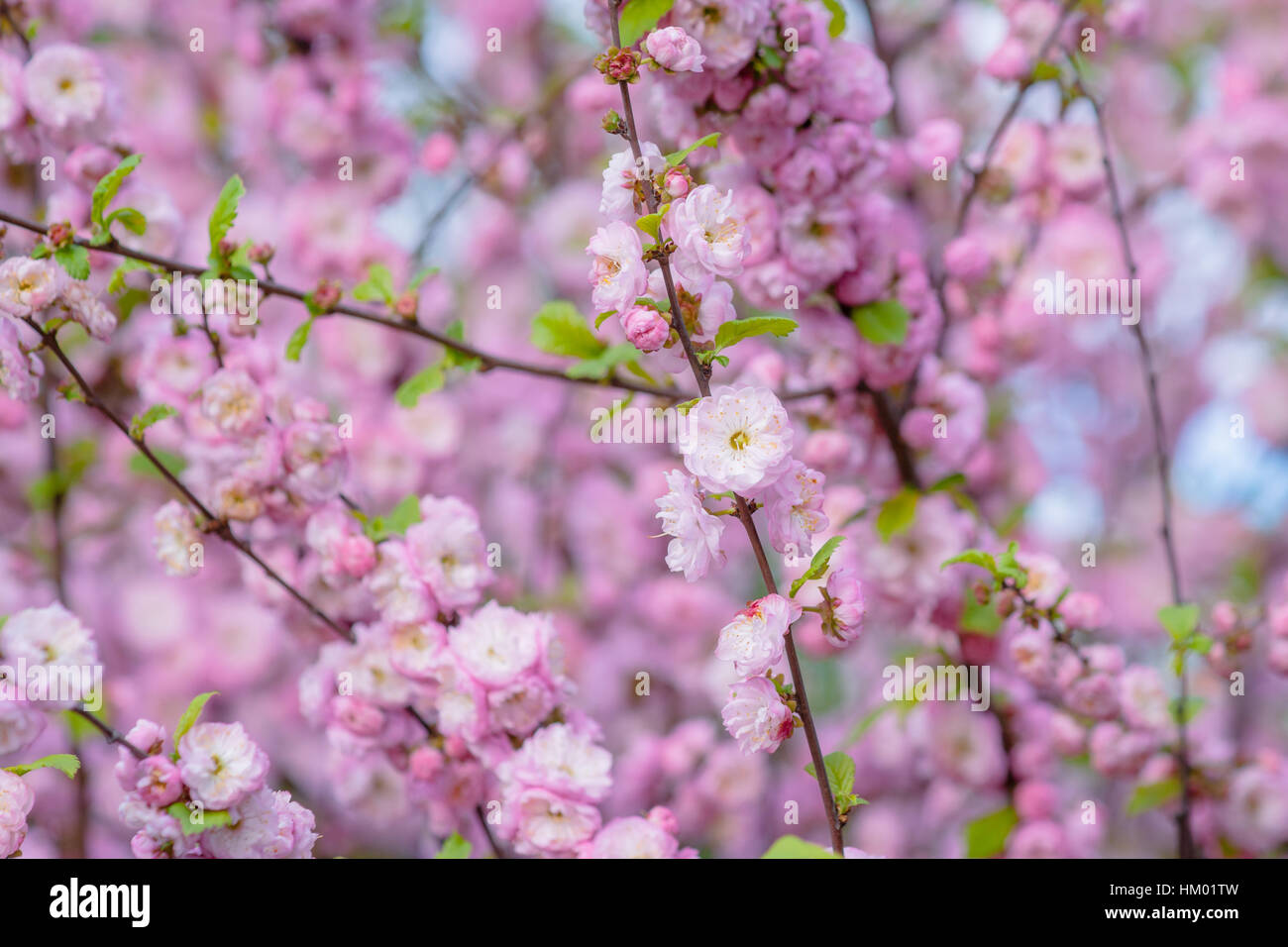 Pink flowers of flowering plum or flowering almond Prunus triloba ...