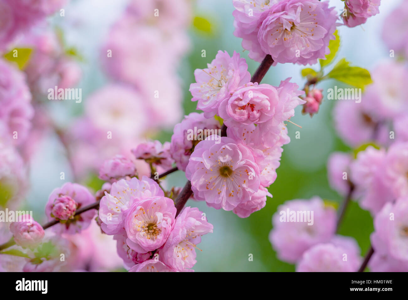 Pink flowers of flowering plum or flowering almond Prunus triloba ...