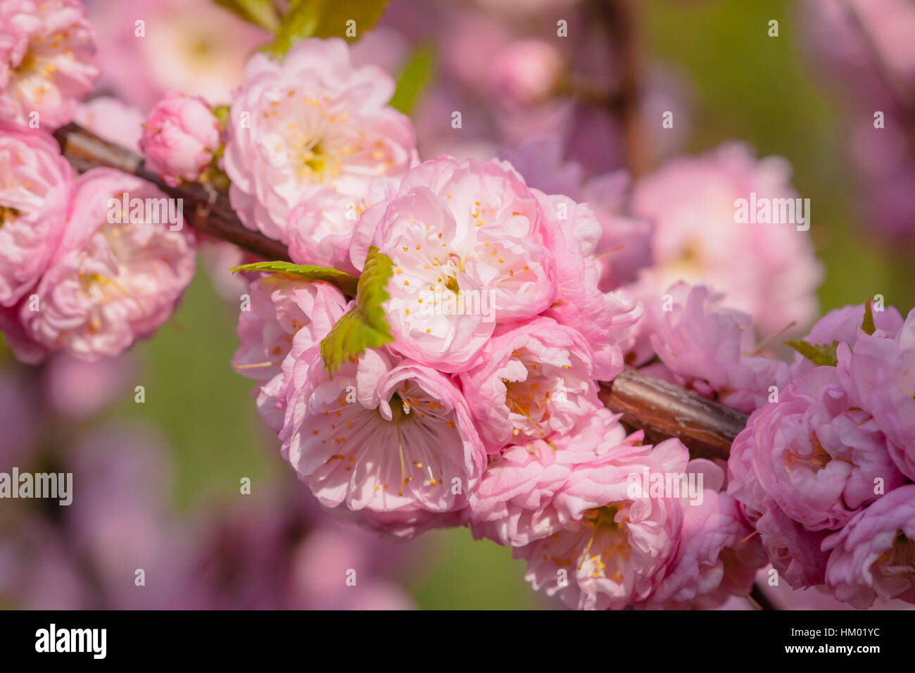 Pink flowers of flowering plum or flowering almond Prunus triloba in ...