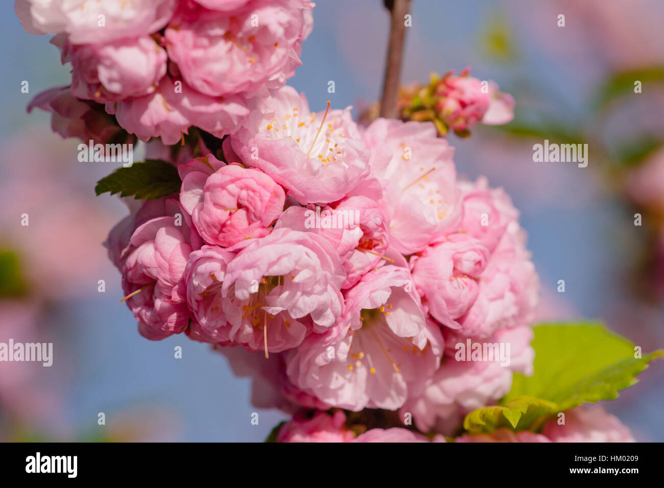 Pink flowering almond prunus triloba shrub hi-res stock photography and ...