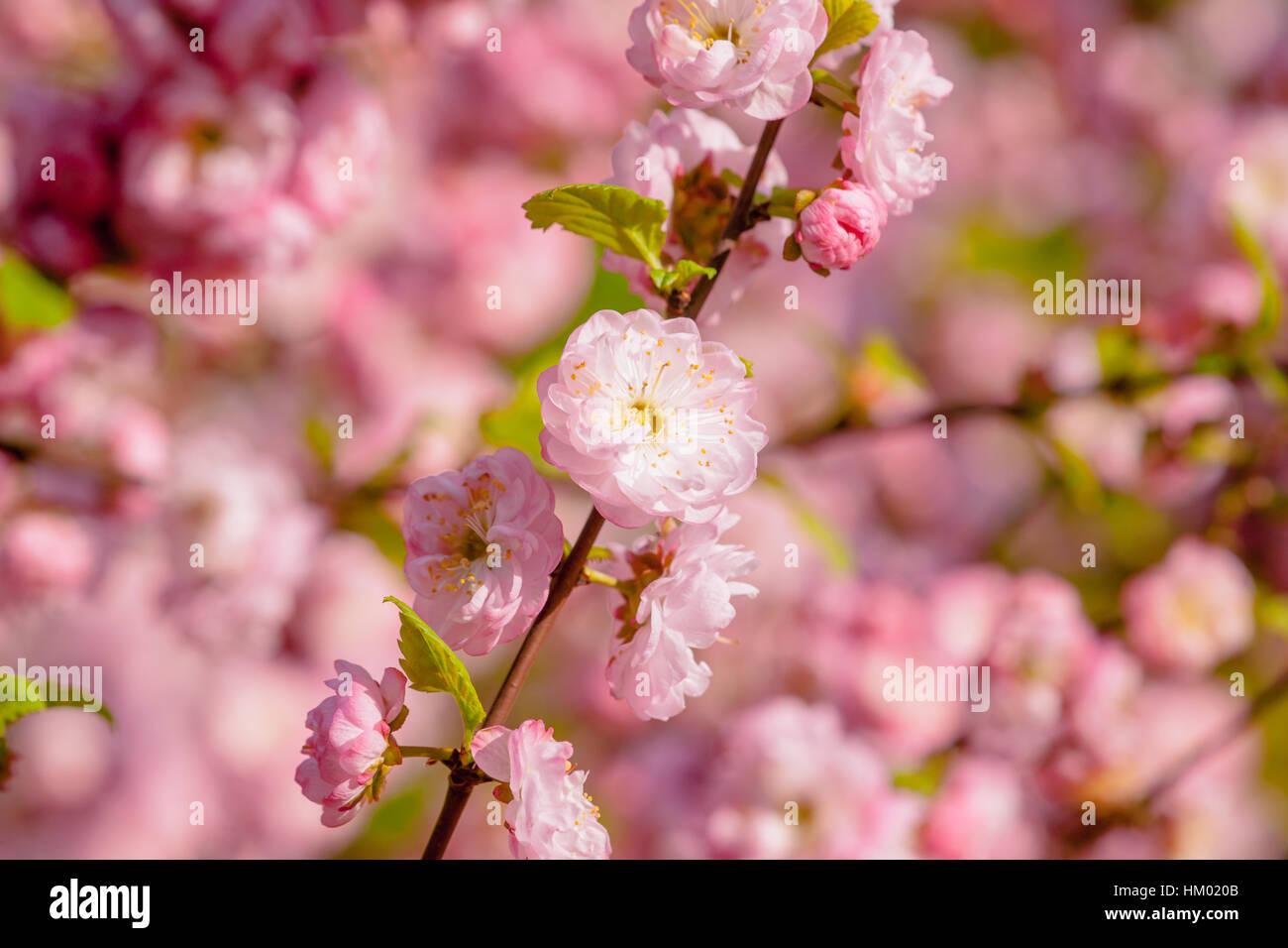 Pink flowering almond prunus triloba shrub hi-res stock photography and ...