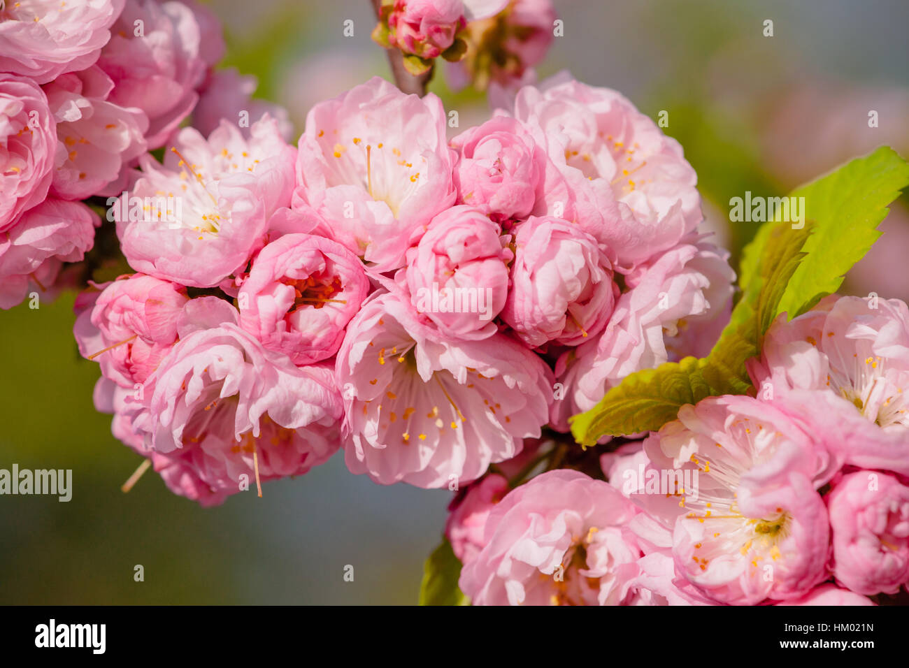 Pink flowers of flowering plum or flowering almond Prunus triloba in ...