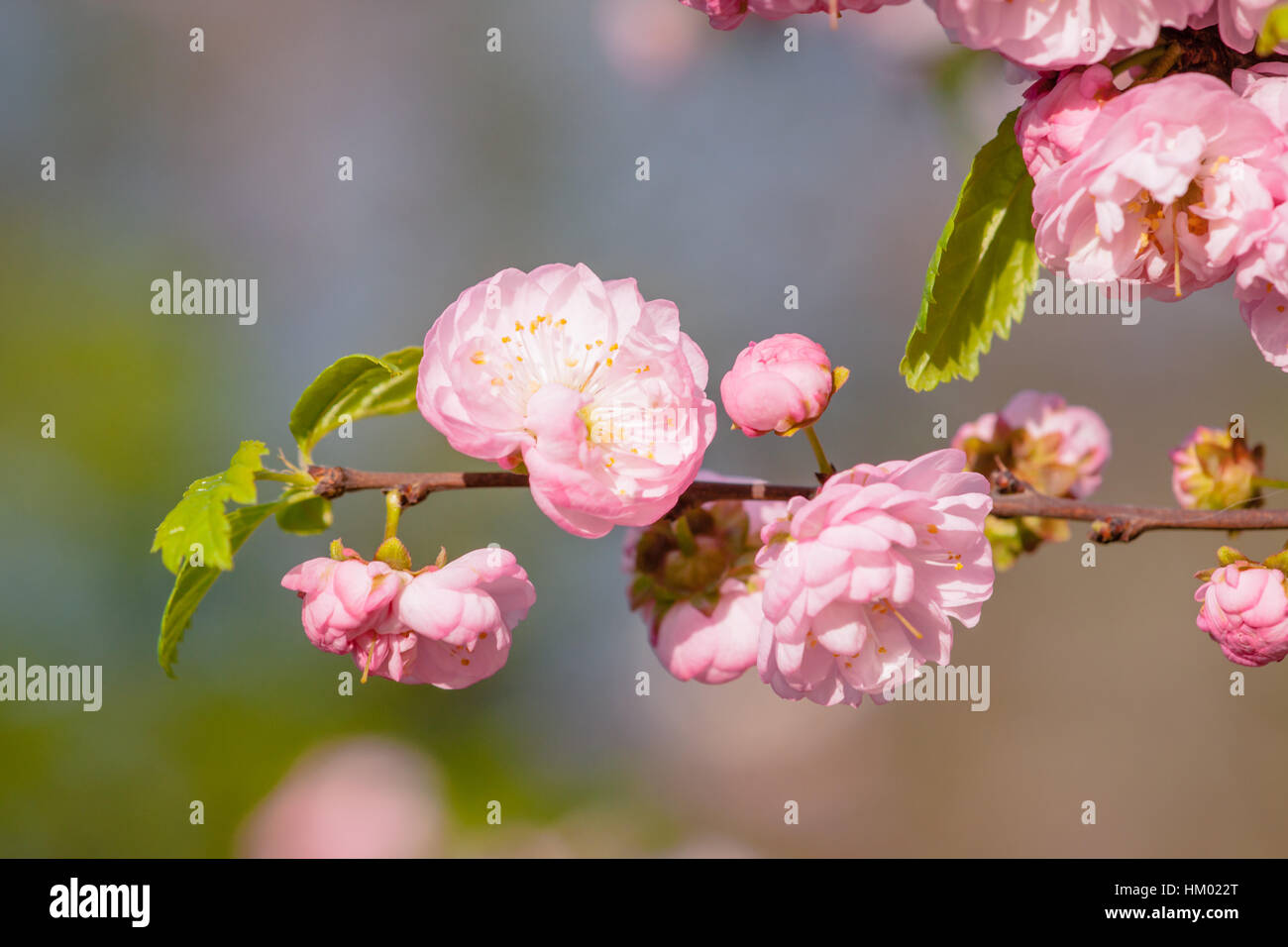 Pink flowers of flowering plum or flowering almond Prunus triloba in ...
