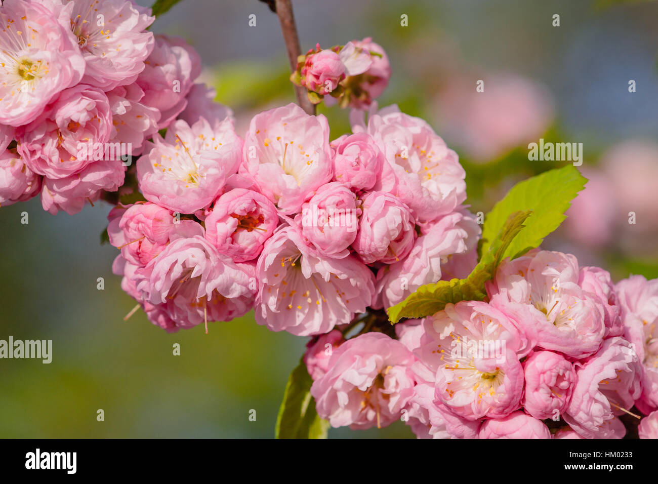 Pink flowering almond prunus triloba shrub hi-res stock photography and ...