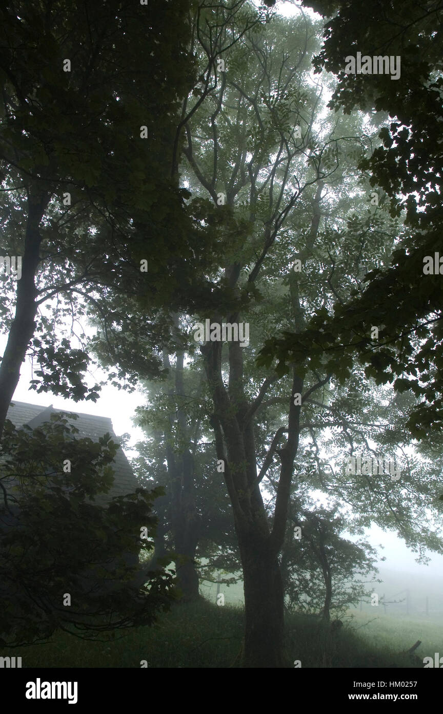 canopy of dark shady trees above an old stone cottage on a misty ...