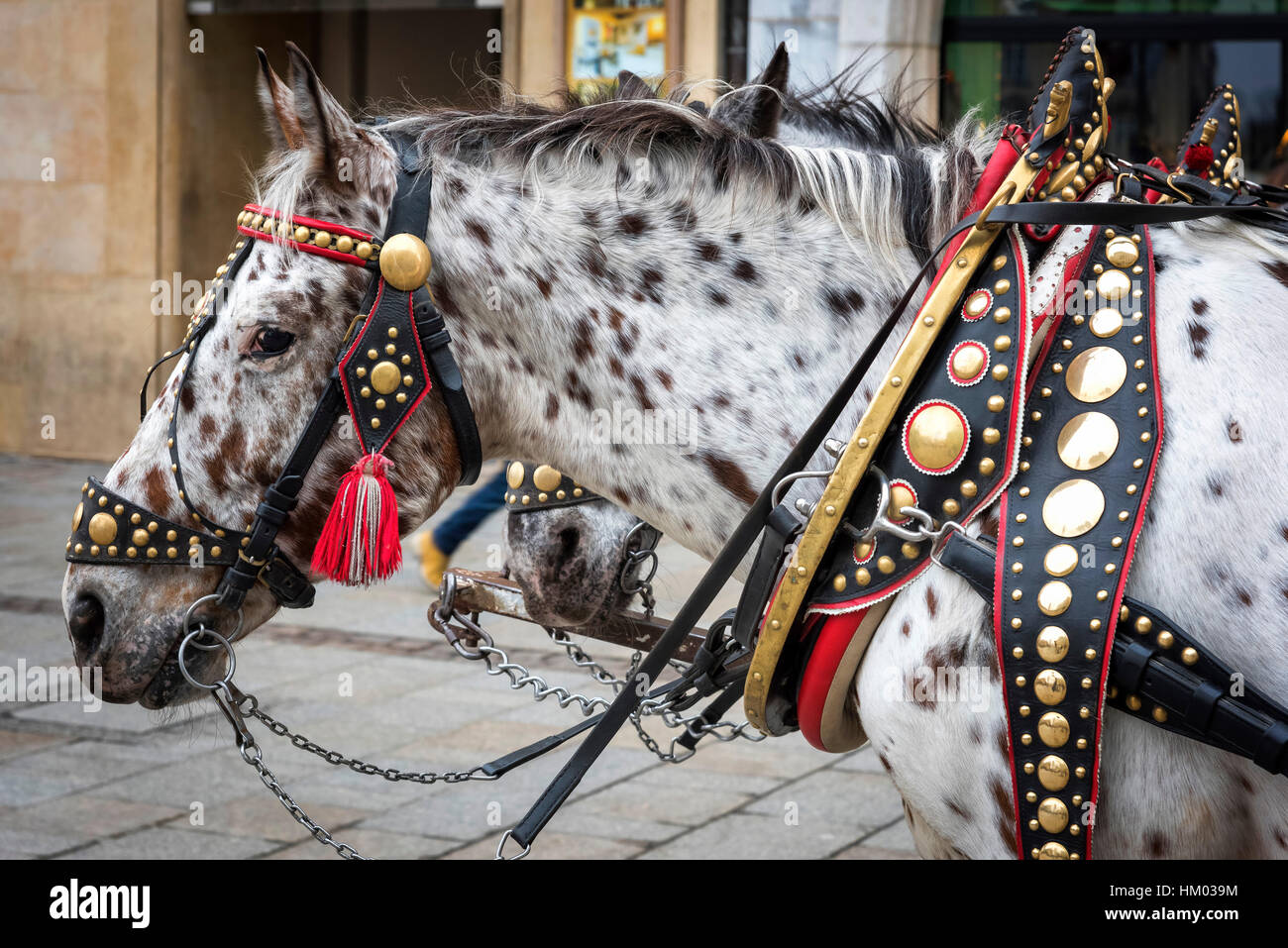 Horse Pony at Main Market Square Crakow Poland Cracow Stock Photo - Alamy