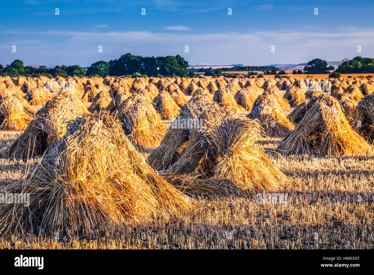 Traditional stooks of wheat in a field in Wiltshire, UK Stock Photo - Alamy
