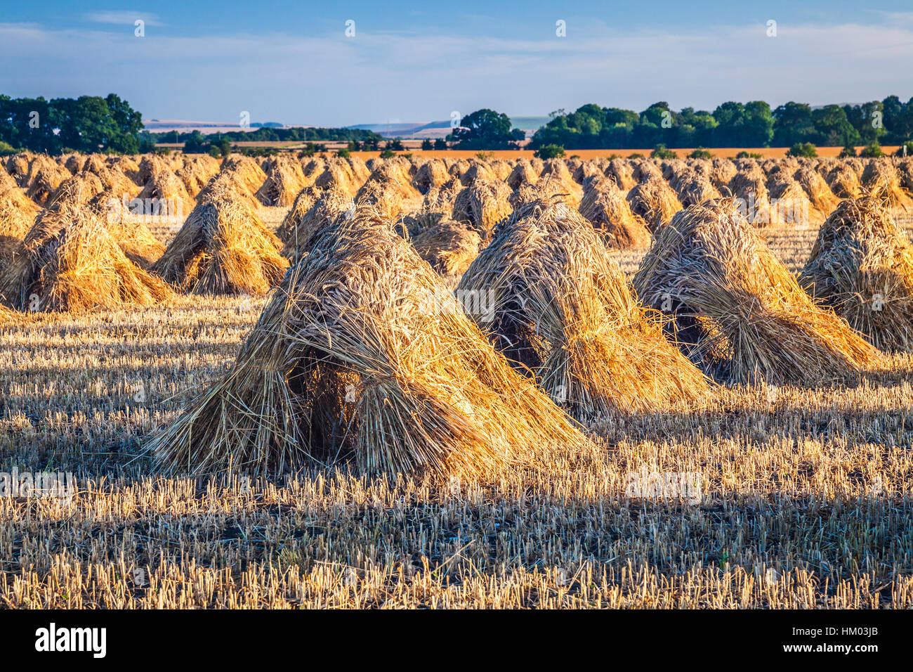 Hay Stooks High Resolution Stock Photography and Images - Alamy