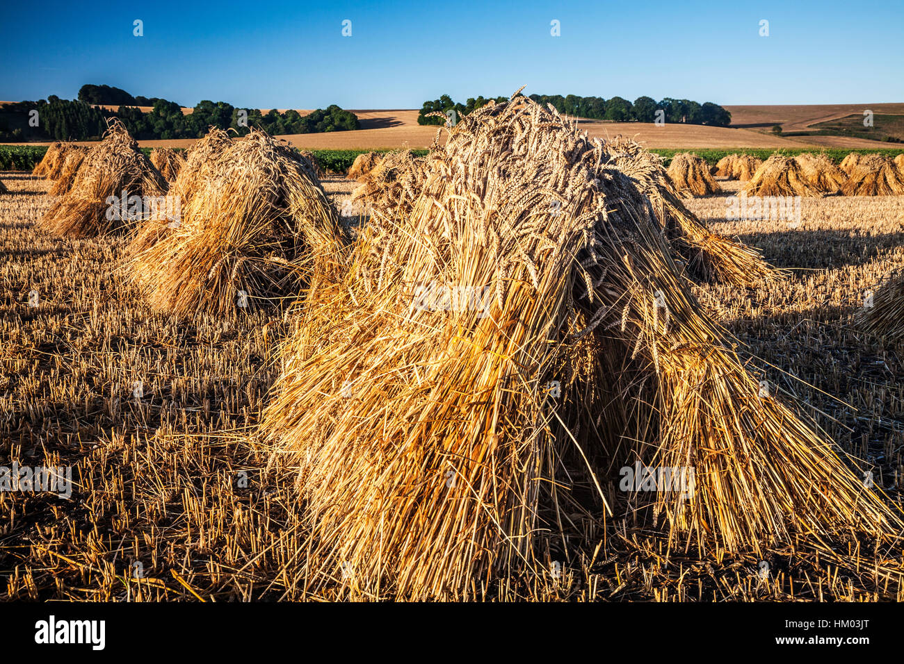Hay Stooks High Resolution Stock Photography and Images - Alamy