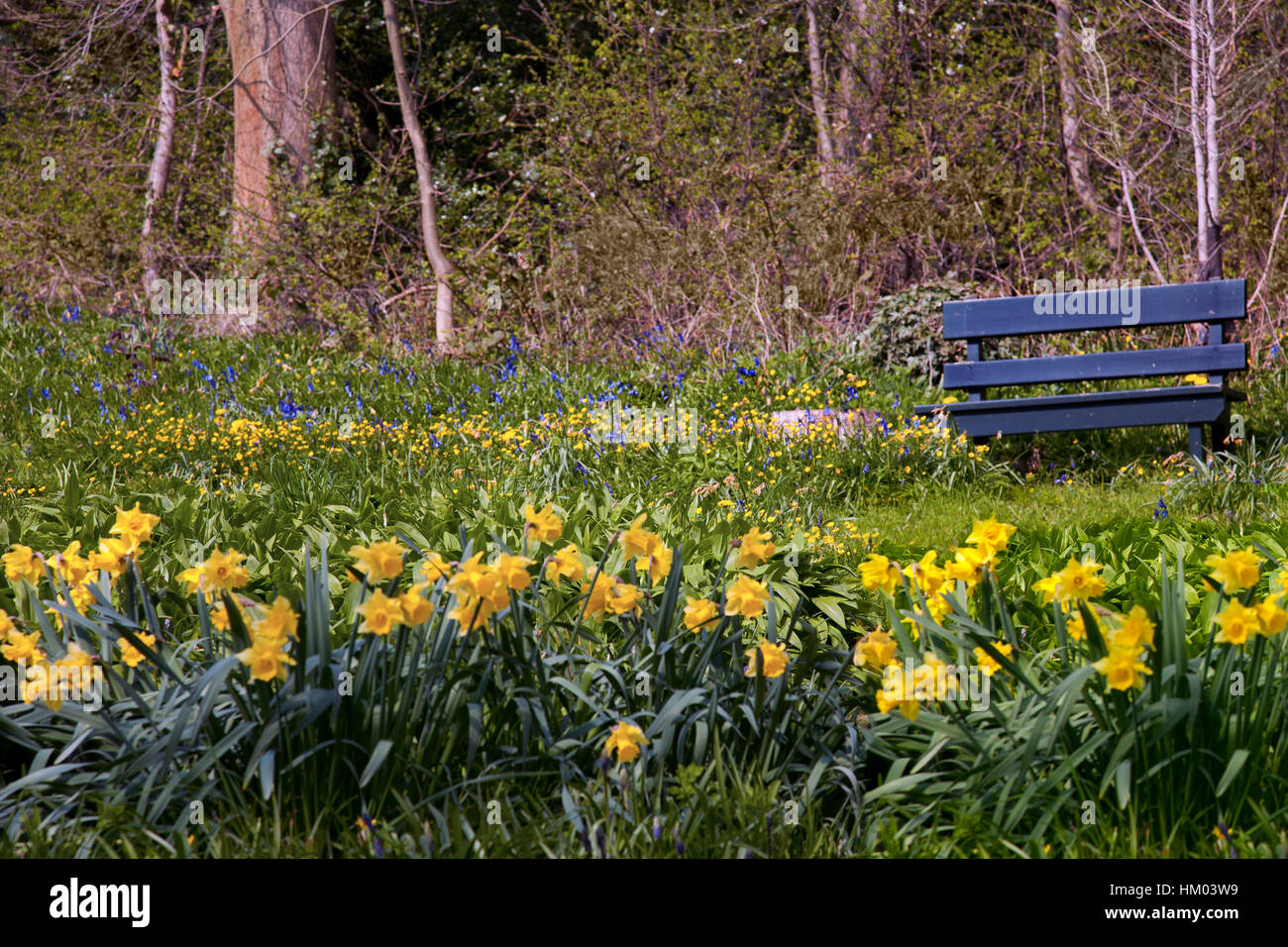 Bench surrounded by daffodils and spring flowers Stock Photo - Alamy